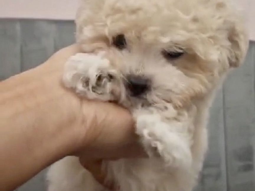 Девочка Maltipoo из Южной Кореи