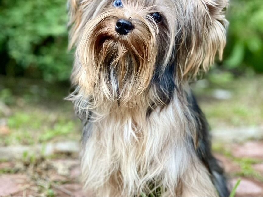 Красный мрамор девочка