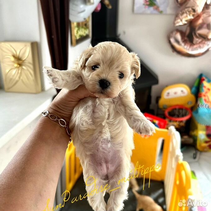 Mini Maltipoo F-1 Корейские крови