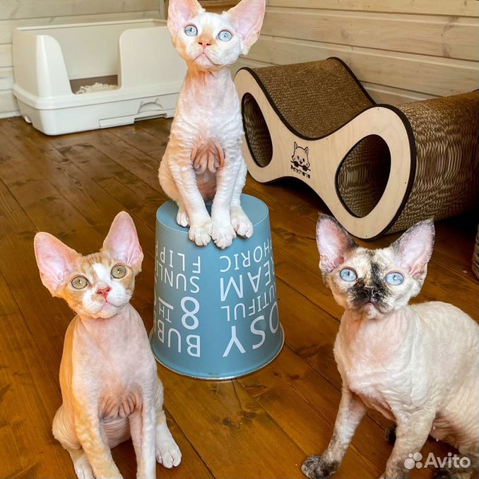 Клубные котята Девон-рекс