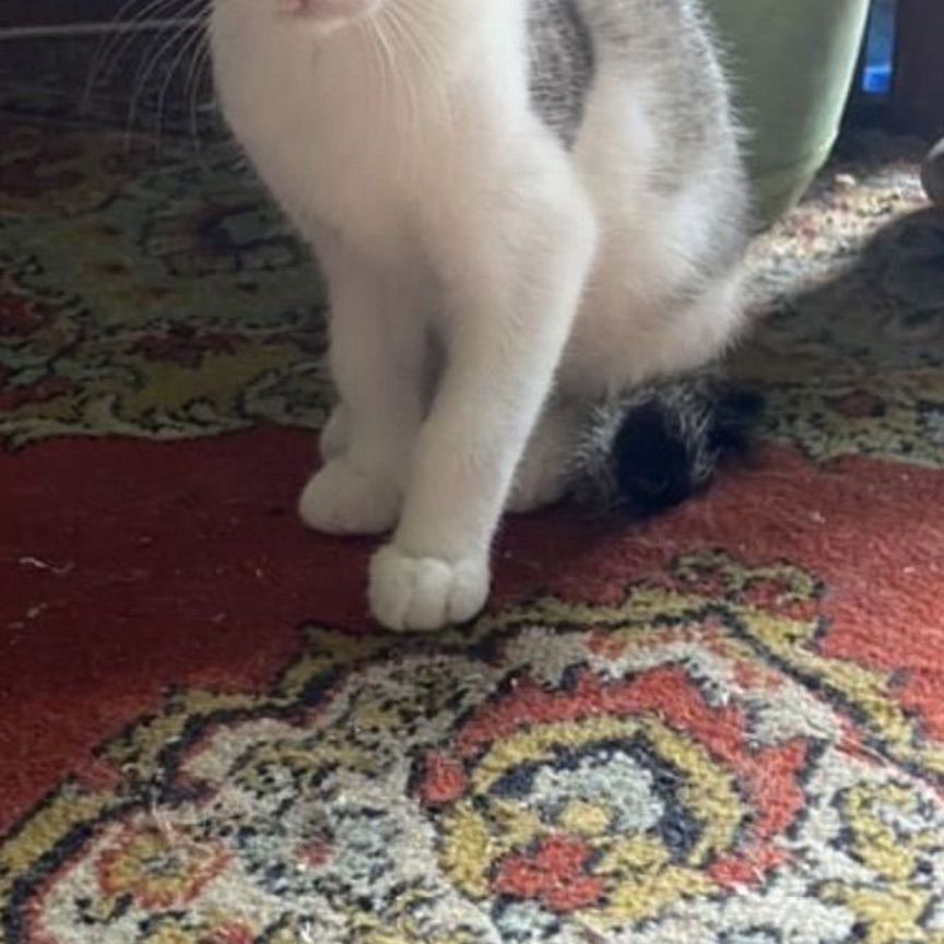 Котенок мальчик 2 месяца бесплатно