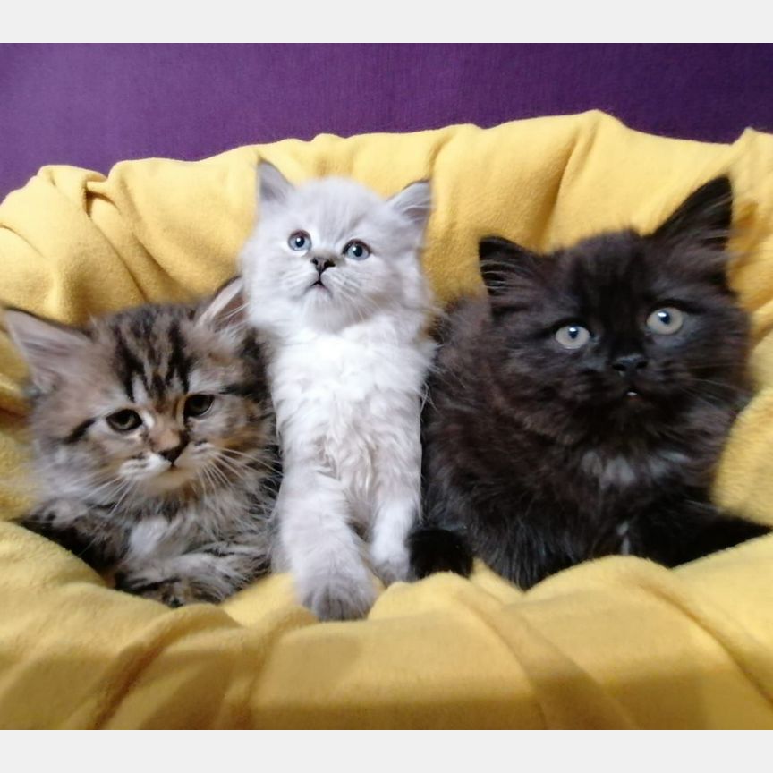 Сибирско уральские котята