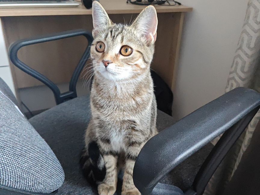 Отдам бесплатно котенка 6 мес