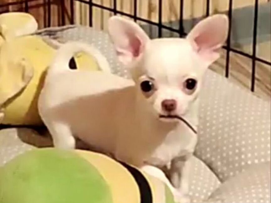 Щенки чихуахуа мини девочки