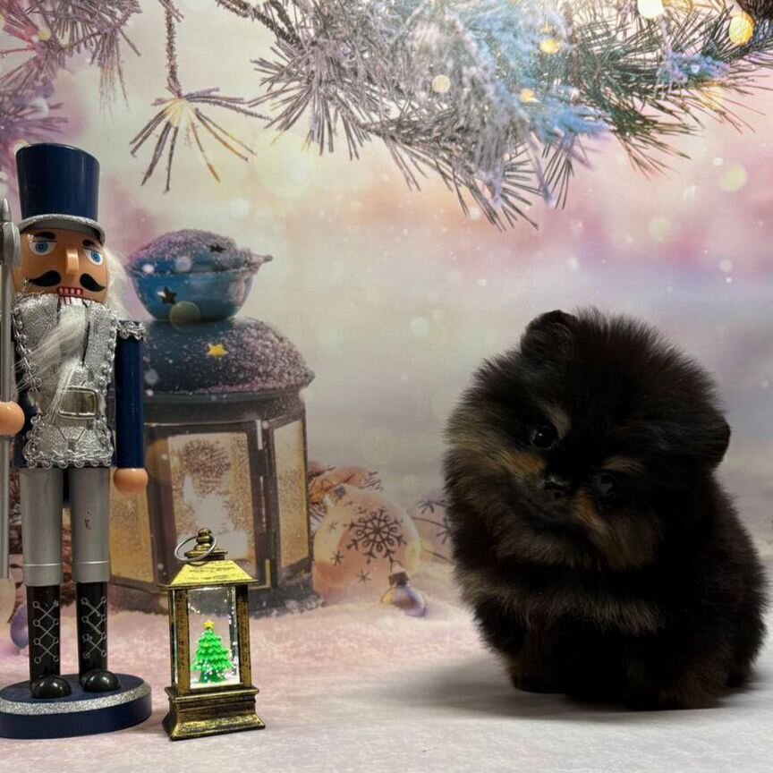 Померанский шпиц, щенок