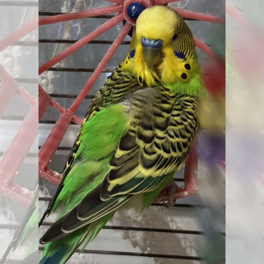 Волнистый попугай.Самец