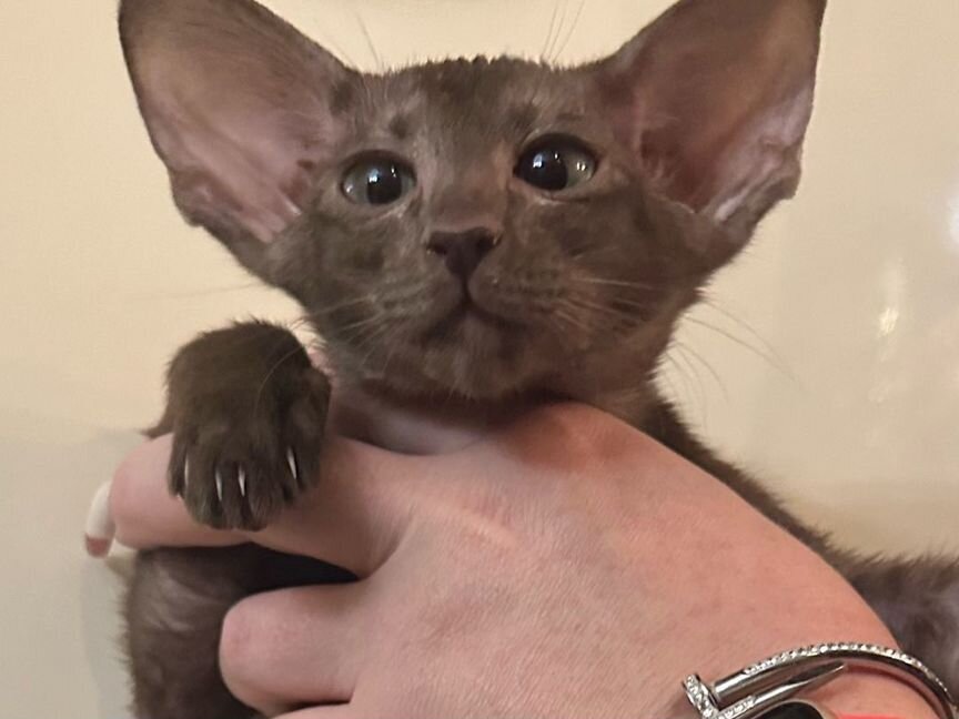 Ориентальная девочка WCF в разведение или любимцы