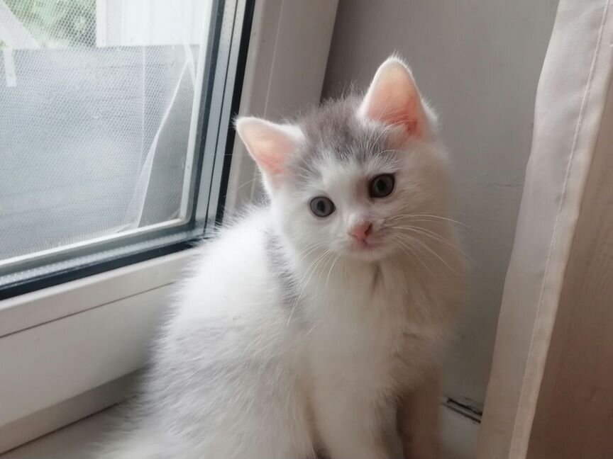 Котята от шотландской мамы