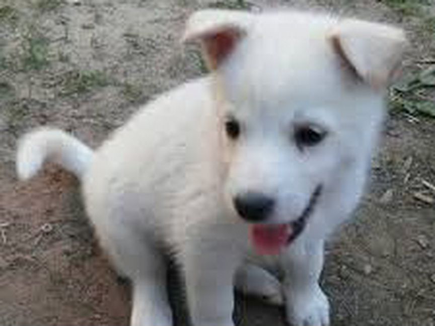 Необыкновенные белые щеночки для частного двора