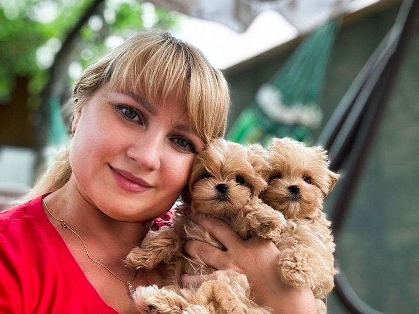 Мальтипу корея микро беби фейс