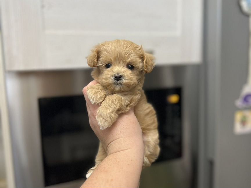 Мальтипу f1 mini