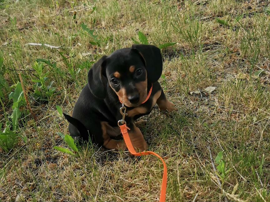 Милая послушная девчонка