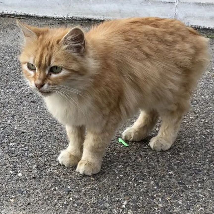 Взрослая, кошка в добрые руки