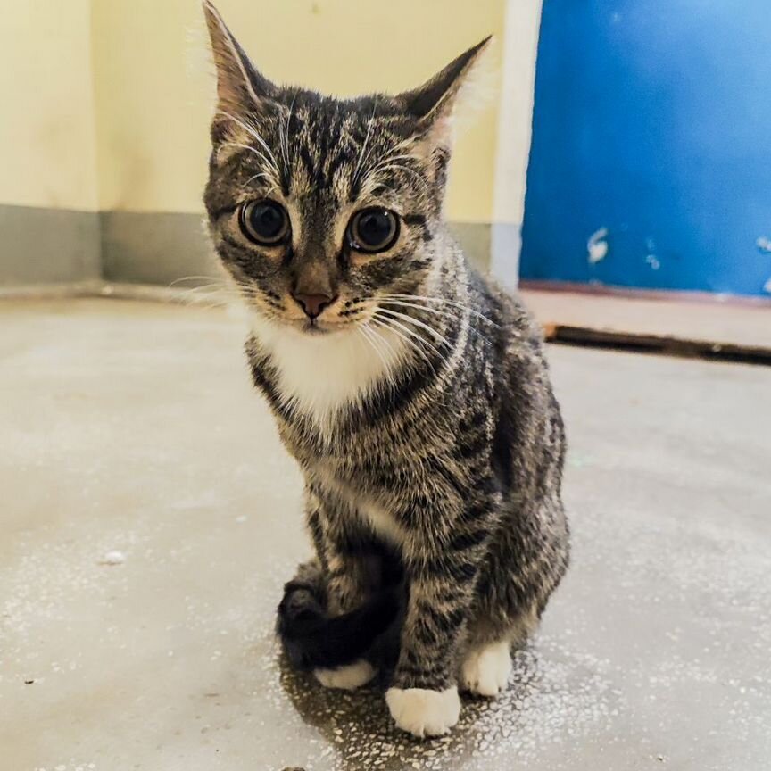 Котёнок в добрые руки