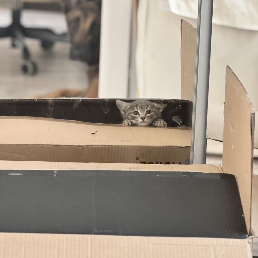Котята Райан и Гослинг