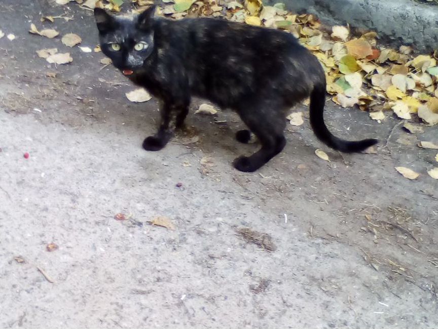 Добрая кошка, которая приносит удачу ищет дом