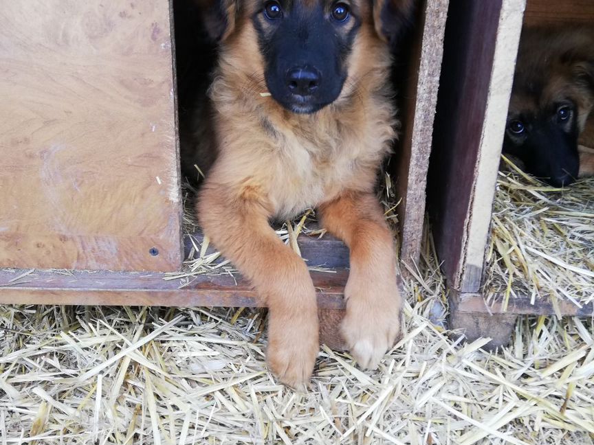 Собака в добрые руки щенок