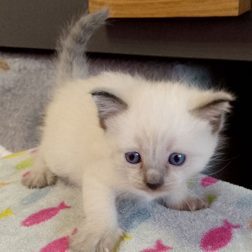 Невский маскарадный котёнок
