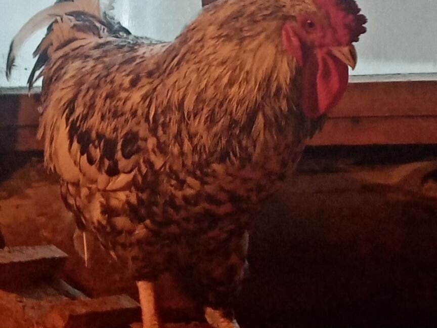 Продам молодых петушков