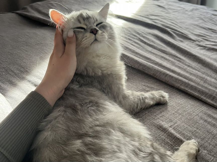Шотландский кот на вязку