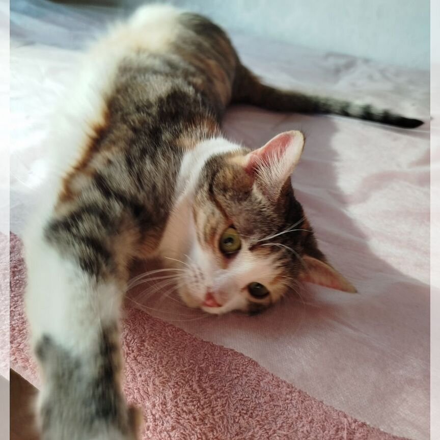 Алтайский котёнок