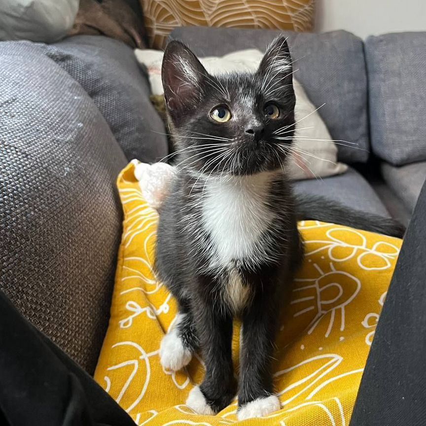 Котёнок в добрые руки