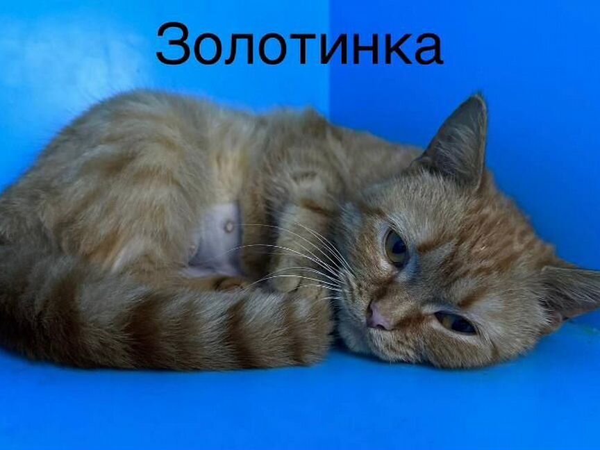 Золотинка, прощай тепло, сытость и мгновение ласки