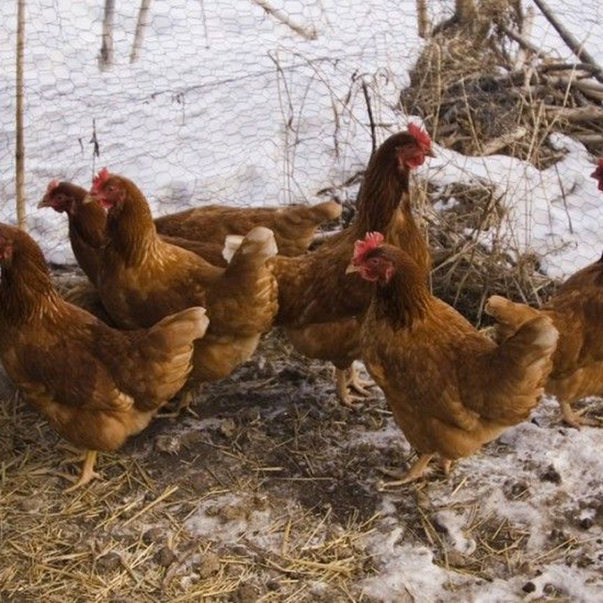 Несушки высокой яйценоскости с доставкой в каждый