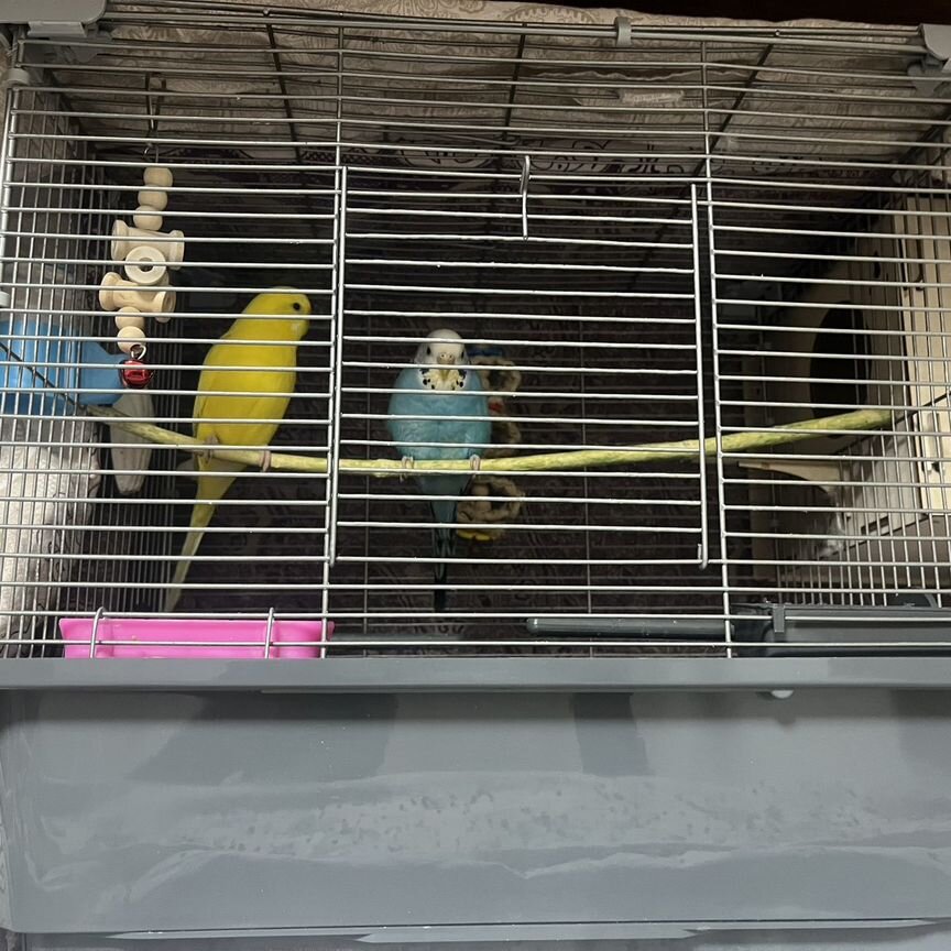 Волнистый попугай пара