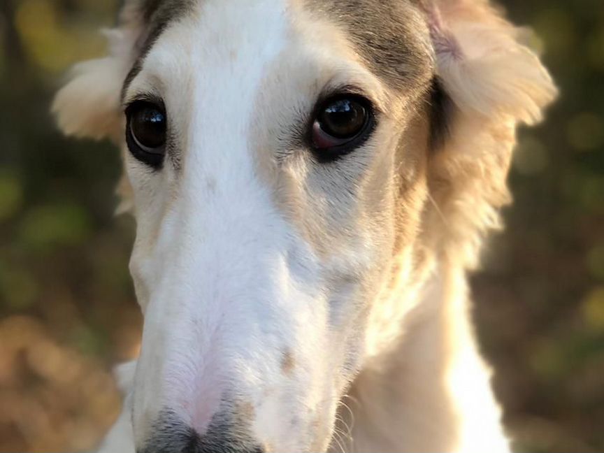 Русская псовая борзая