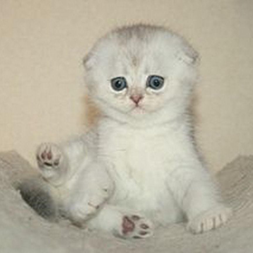 Вислоухие котята