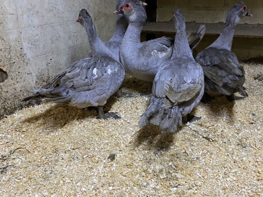 Мускусная утка