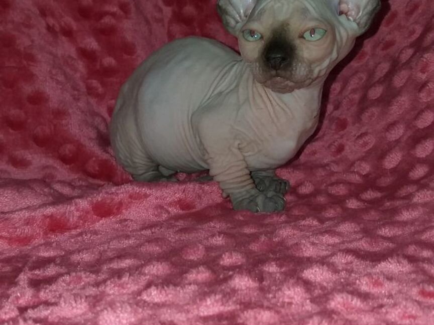 Канадский сфинкс, бамбино