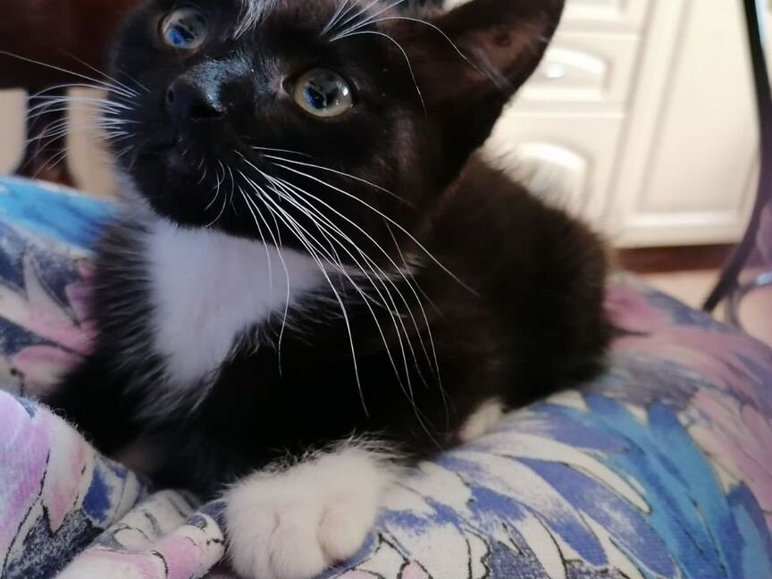 Котенок в добрые руки