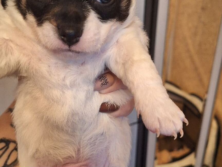 Щенки чихуахуа