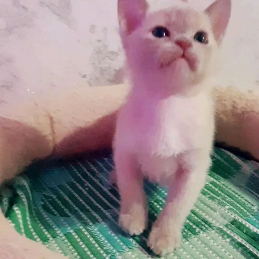 Европейский бурманский котёнок