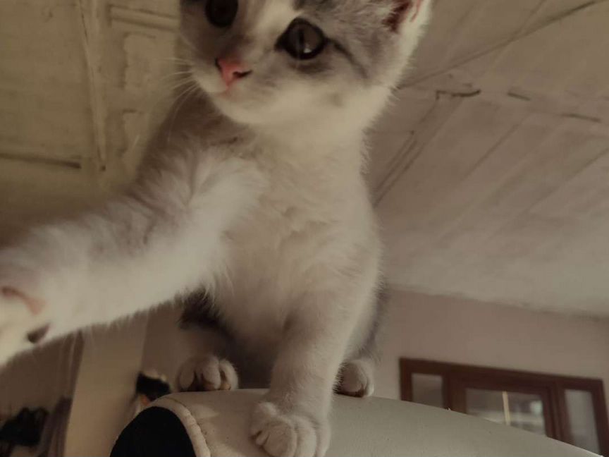 Кошечка в добрые руки