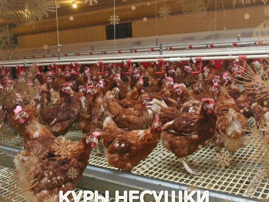 Куры в ассорт