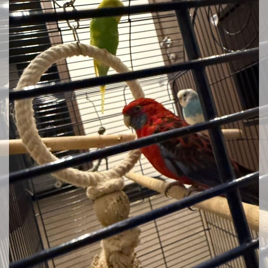 Попугай розелла