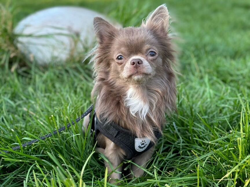 Вязка чихуахуа кобель