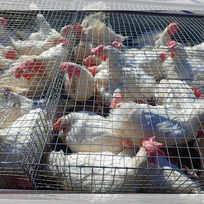 Куры несушки