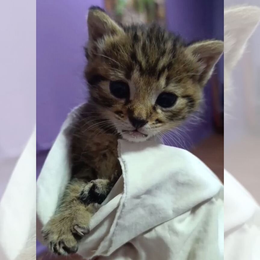 Котёнок в добрые руки