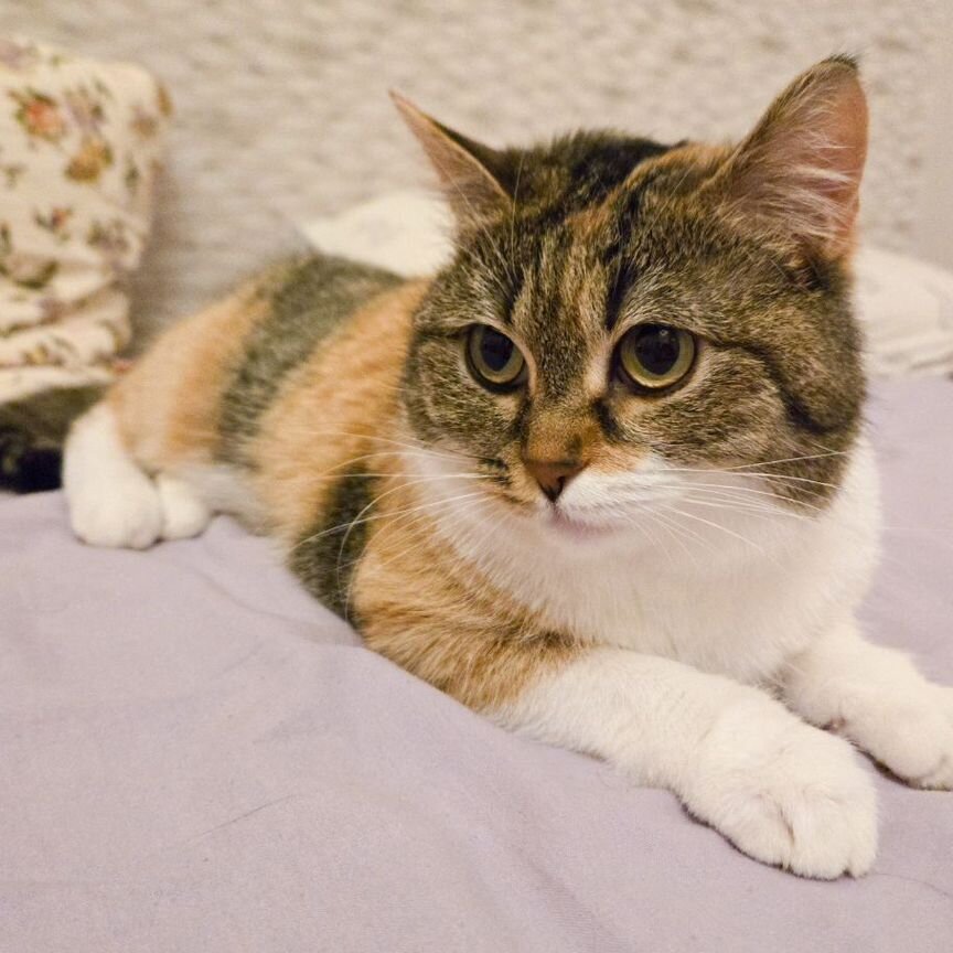 Шотландская прямоухая короткошёрстная, взрослая кошка