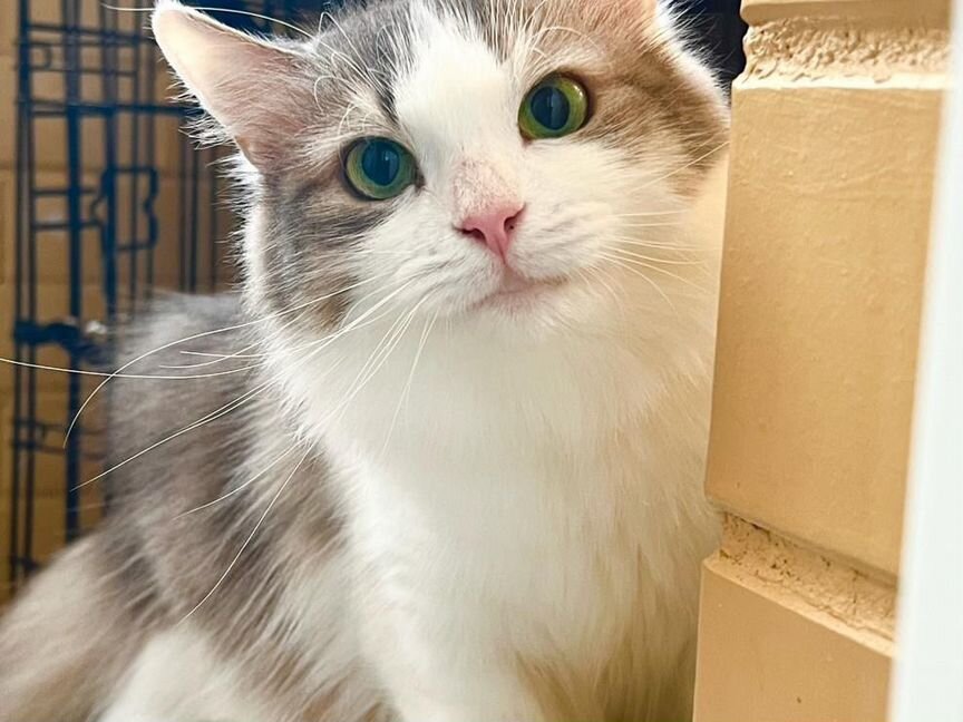 Мелисса – пушистая кошечка в добрые руки