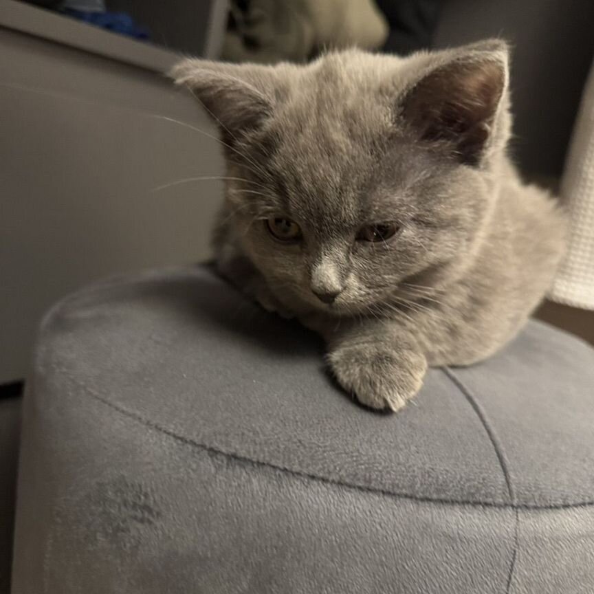 Шотландская прямоухая