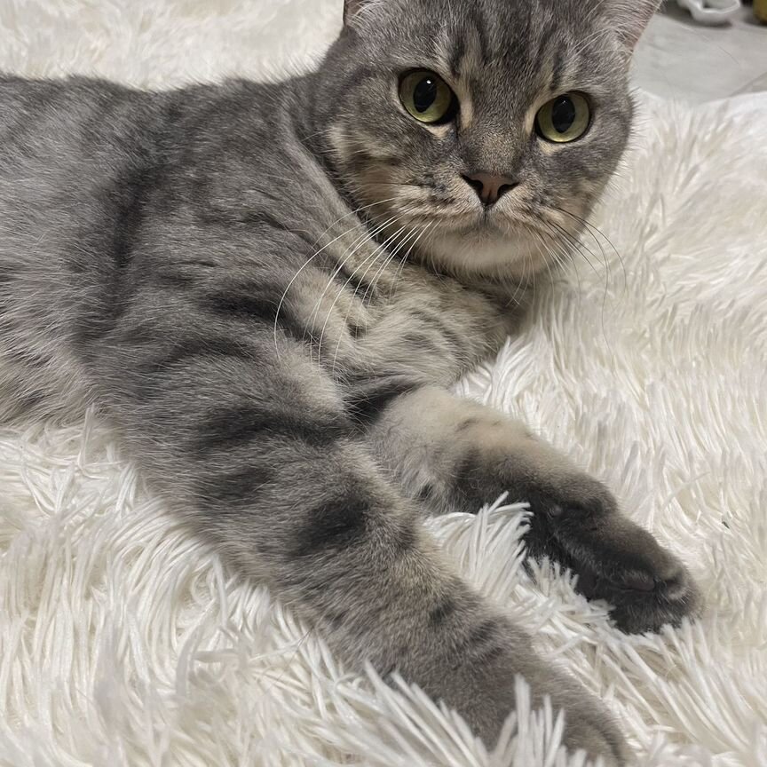 Шотландская кошка бесплатно