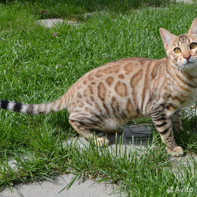 Бенгальская красавица-девочка в ответственные руки