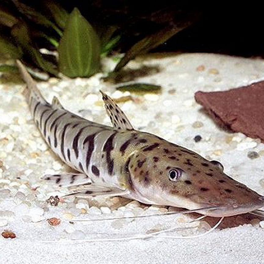 Псевдоплатистома Альбинос Золотая