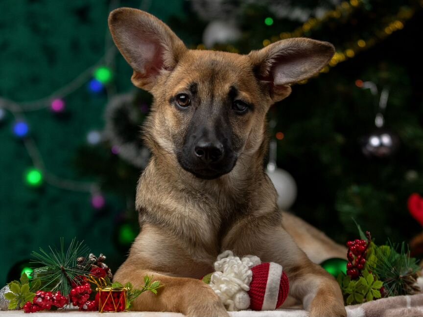 Девочка щенок