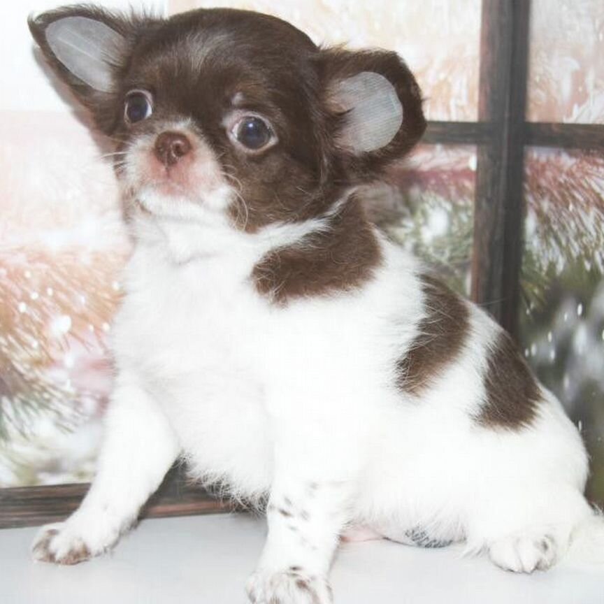 Чихуахуа, щенок